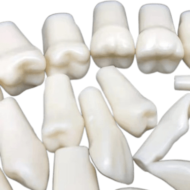 Upper First Incisor Acrylic Teeth - Dental Squad